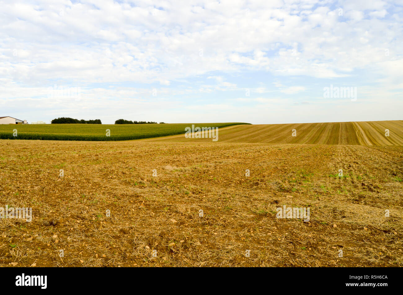 Field of wheat cut and green maize Stock Photo - Alamy