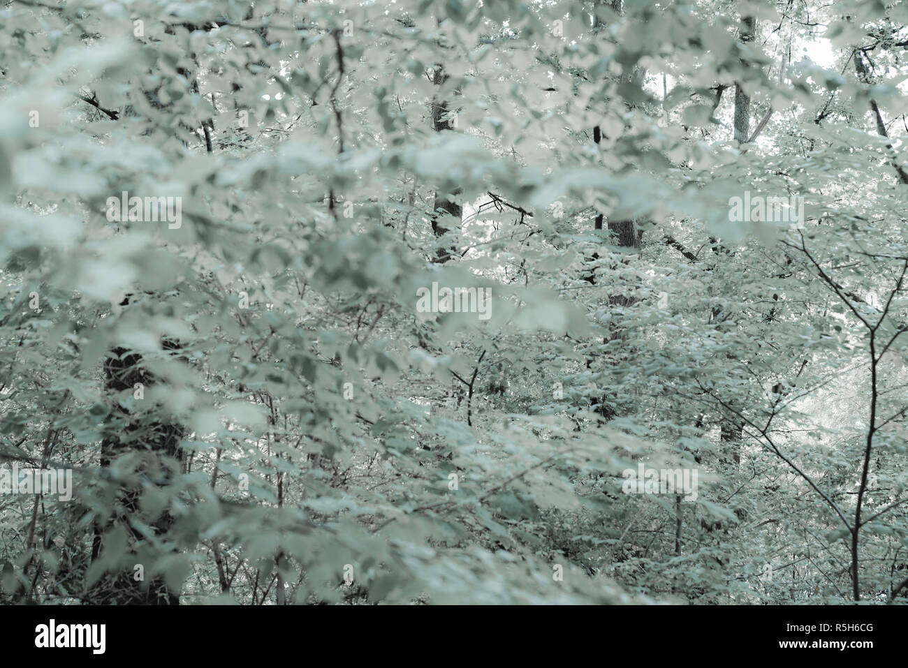 Pale tree trunks hi-res stock photography and images - Alamy