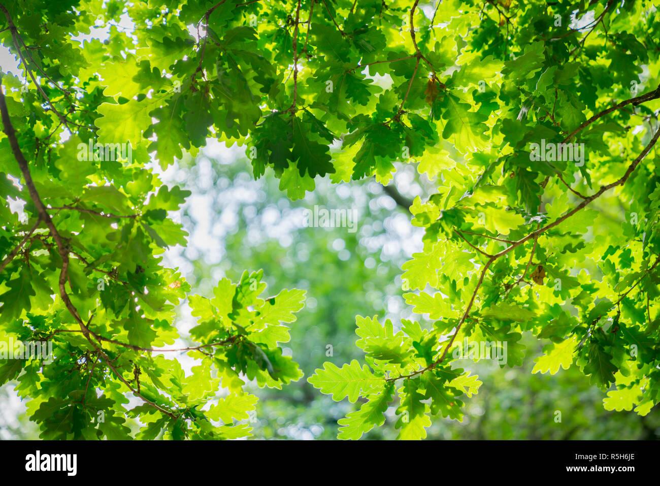 Peering through green oak tree leaves to blurry center from behind ...
