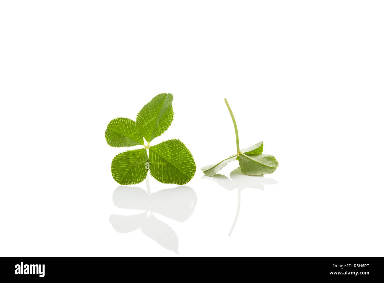 Green four-leaf clover leaf Stock Photo - Alamy