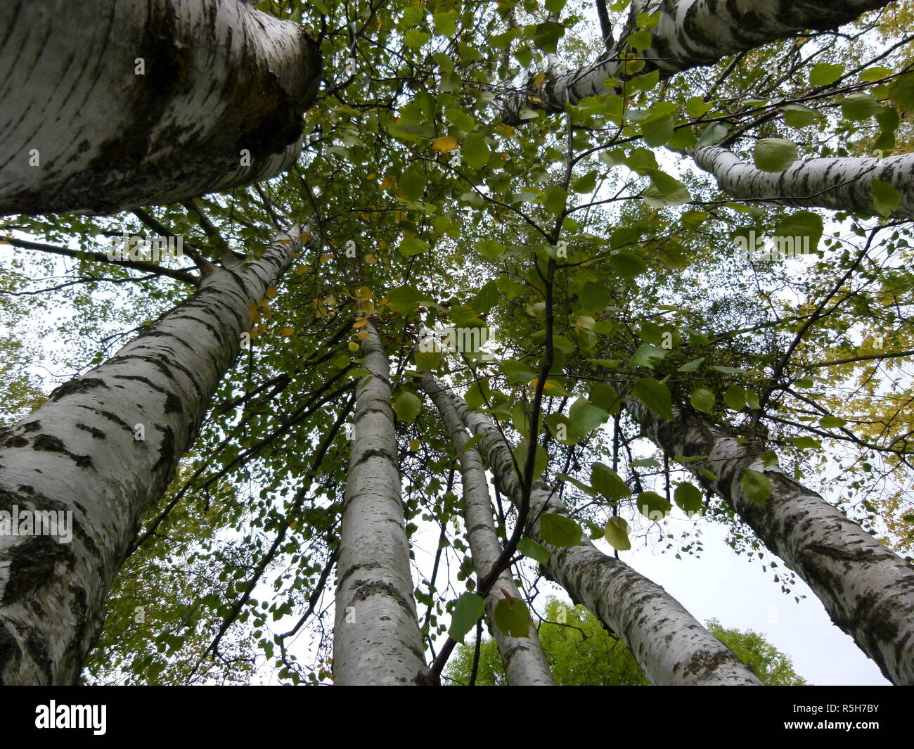 group of tall birches Stock Photo - Alamy