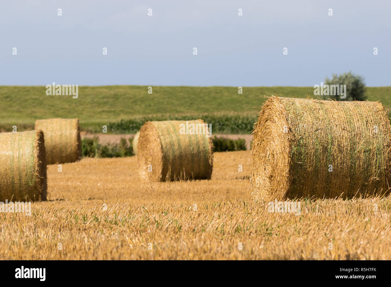 stubble field with straw bales Stock Photo - Alamy
