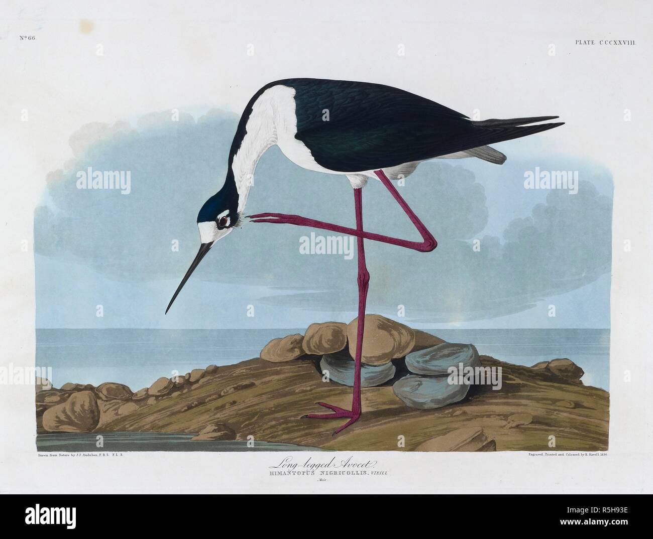 One bird. Colour Illustration by Audubon; Long-legged Avocet. The Birds ...