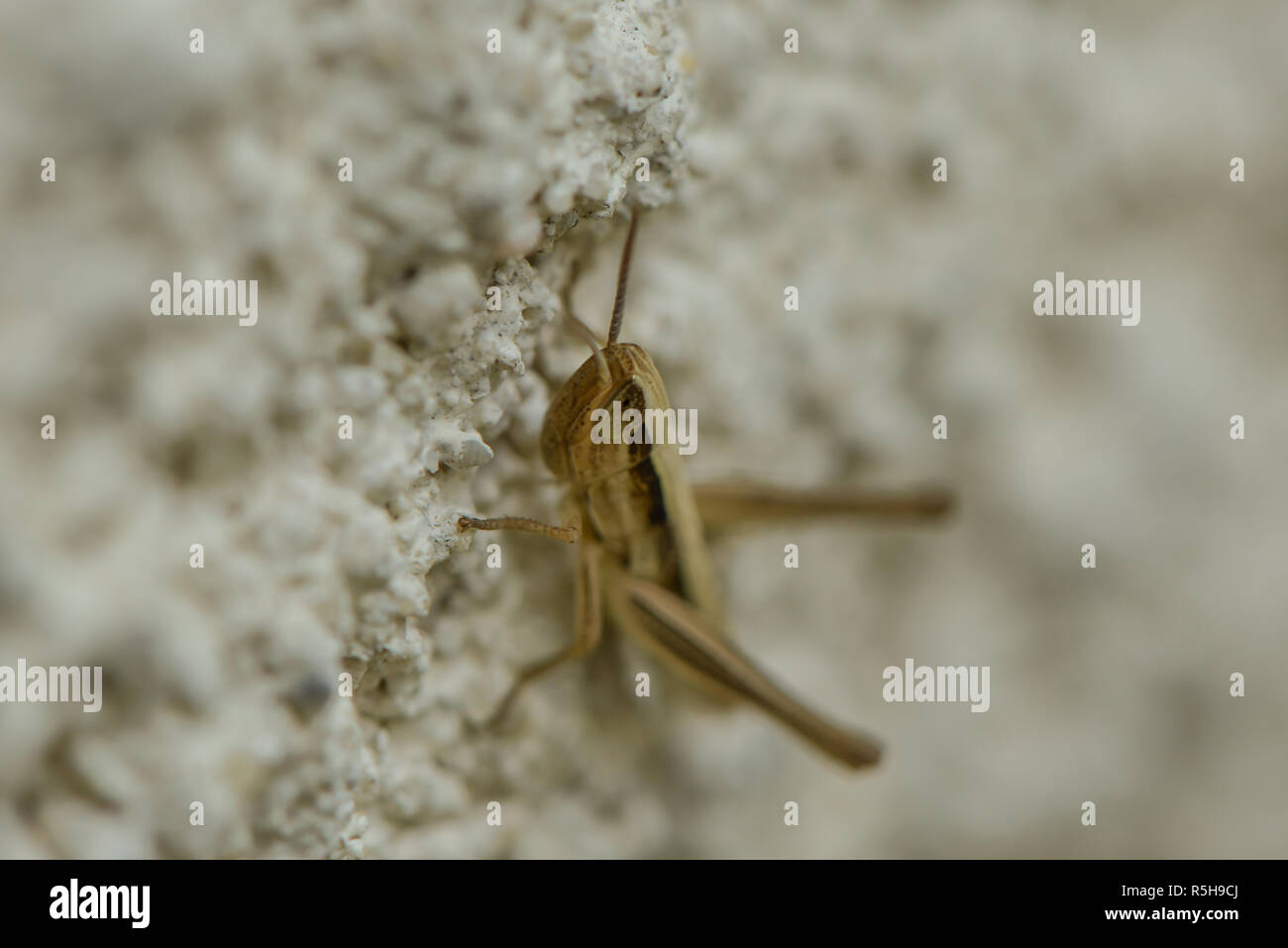 grasshopper is sitting on the house wall Stock Photo - Alamy