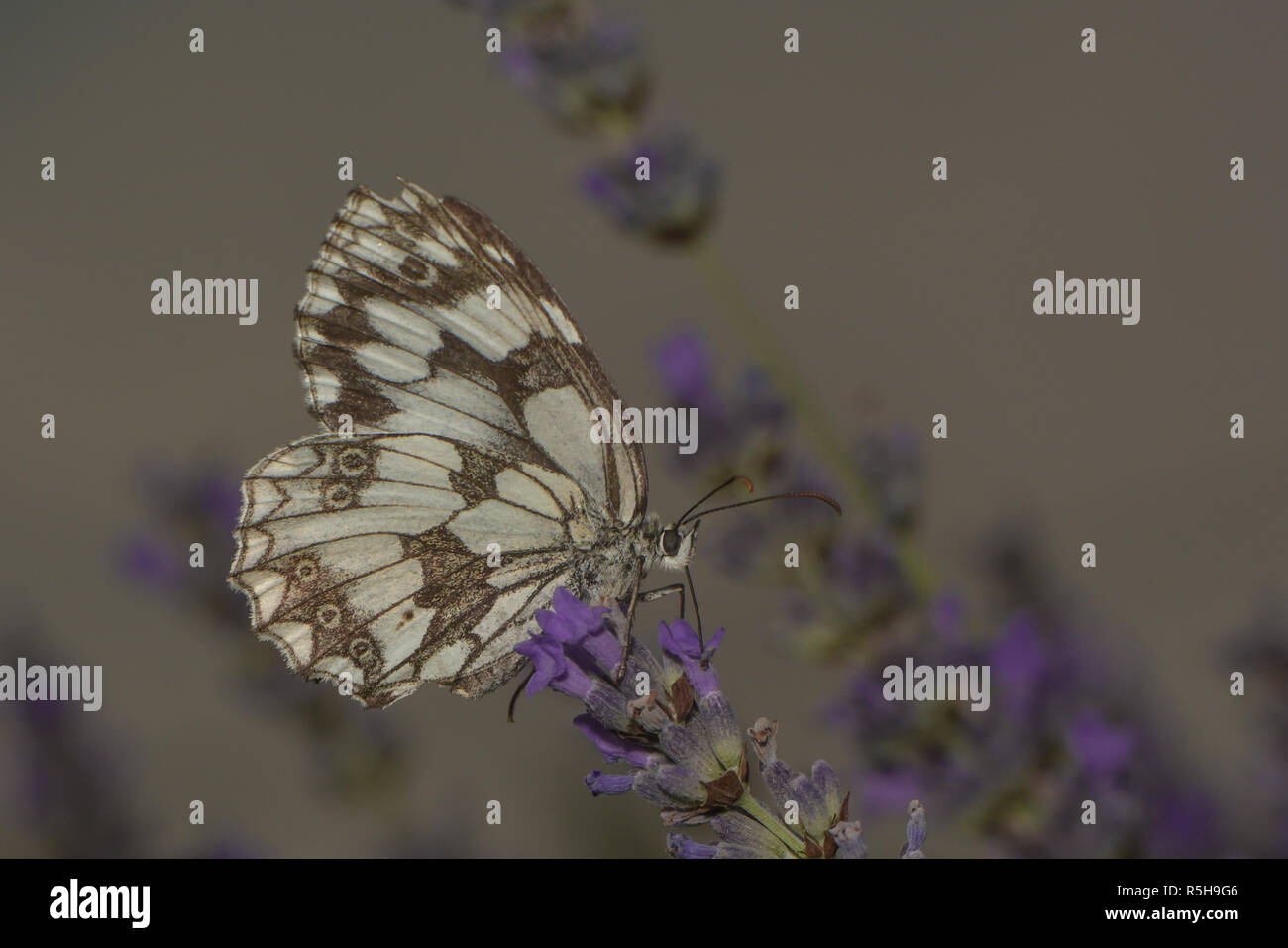 Checkerboard butterfly hi-res stock photography and images - Alamy