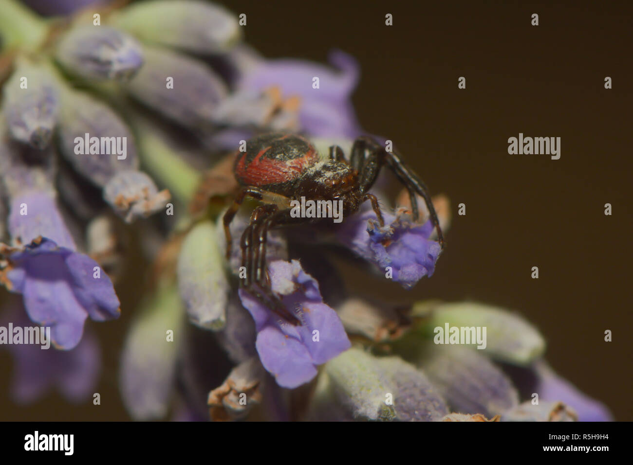 red crab spider Stock Photo - Alamy