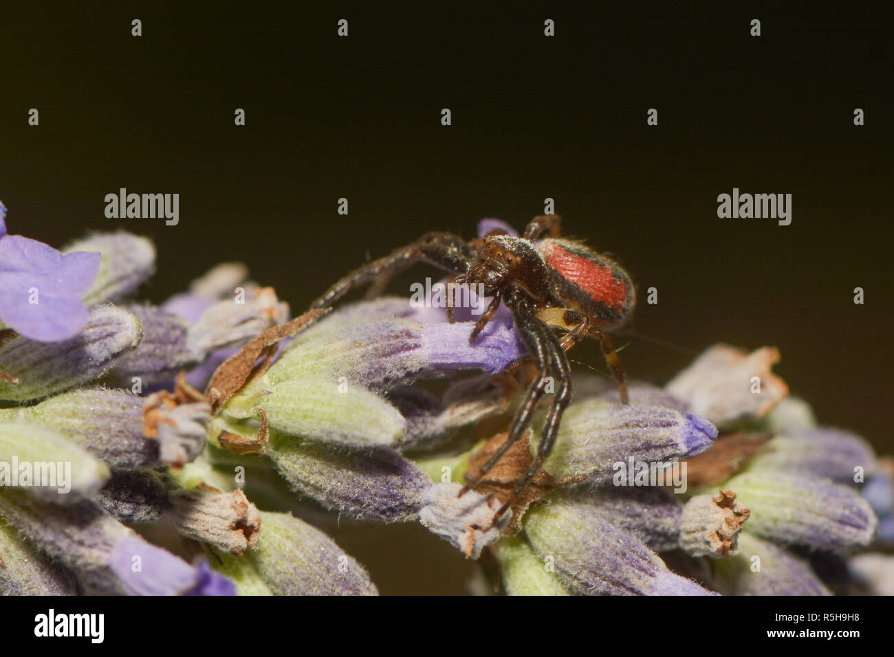 red crab spider Stock Photo - Alamy