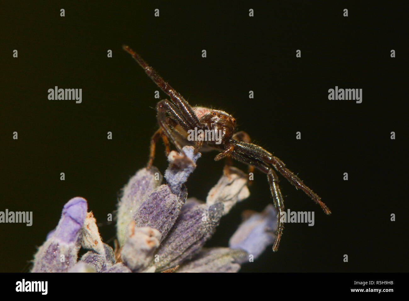 red crab spider Stock Photo - Alamy