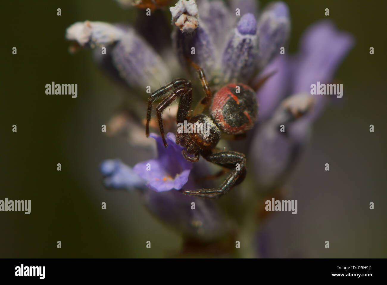 red crab spider Stock Photo - Alamy