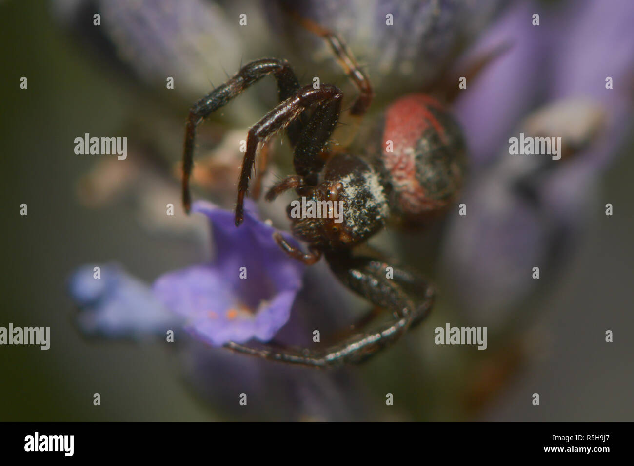 red crab spider Stock Photo - Alamy