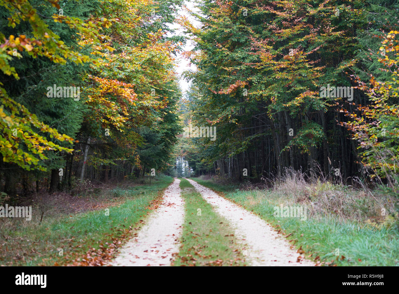 Treelined with pathway hi-res stock photography and images - Alamy