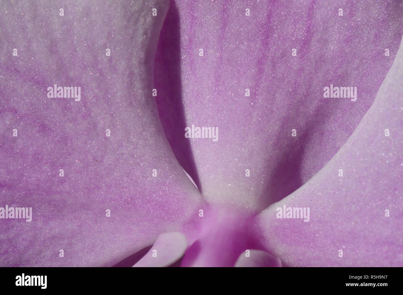 natural textured background the floral pattern of an orchid petals ...