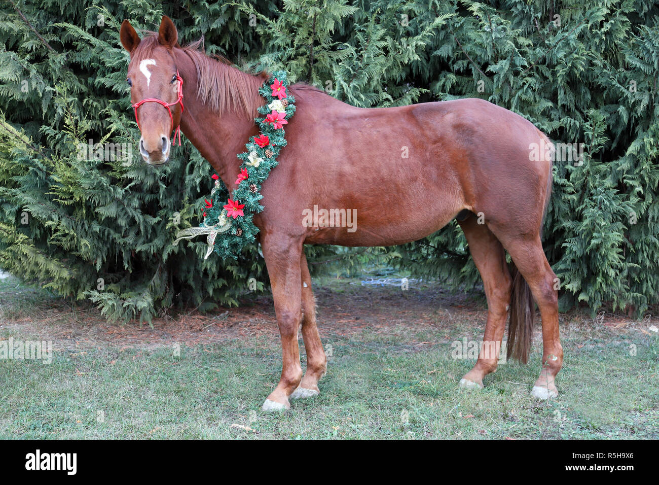Horse wearing saddle side view hi-res stock photography and images - Alamy