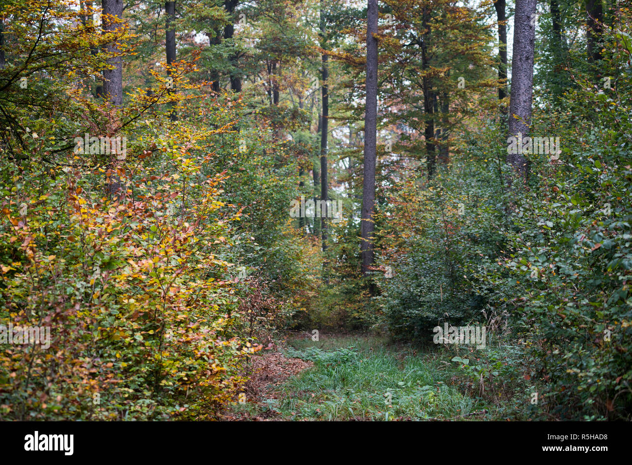 The forest seclusion hi-res stock photography and images - Alamy