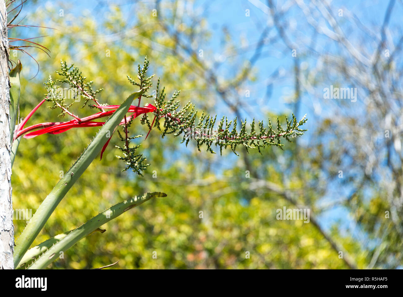 Bromeliad Growing in the Wild Stock Photo - Alamy