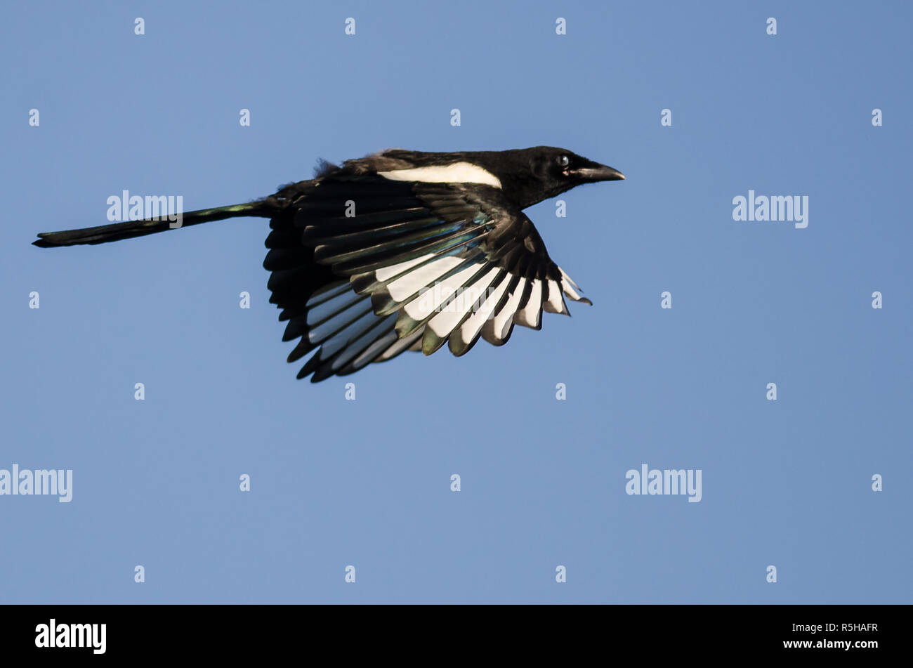 Black-Billed Magpie Flying in a Blue Sky Stock Photo - Alamy