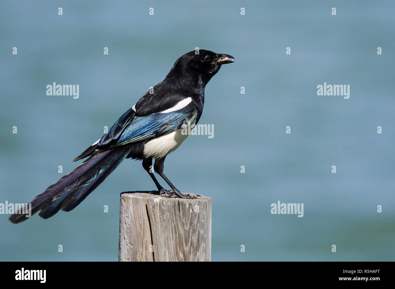 Black billed magpie wood hi-res stock photography and images - Alamy