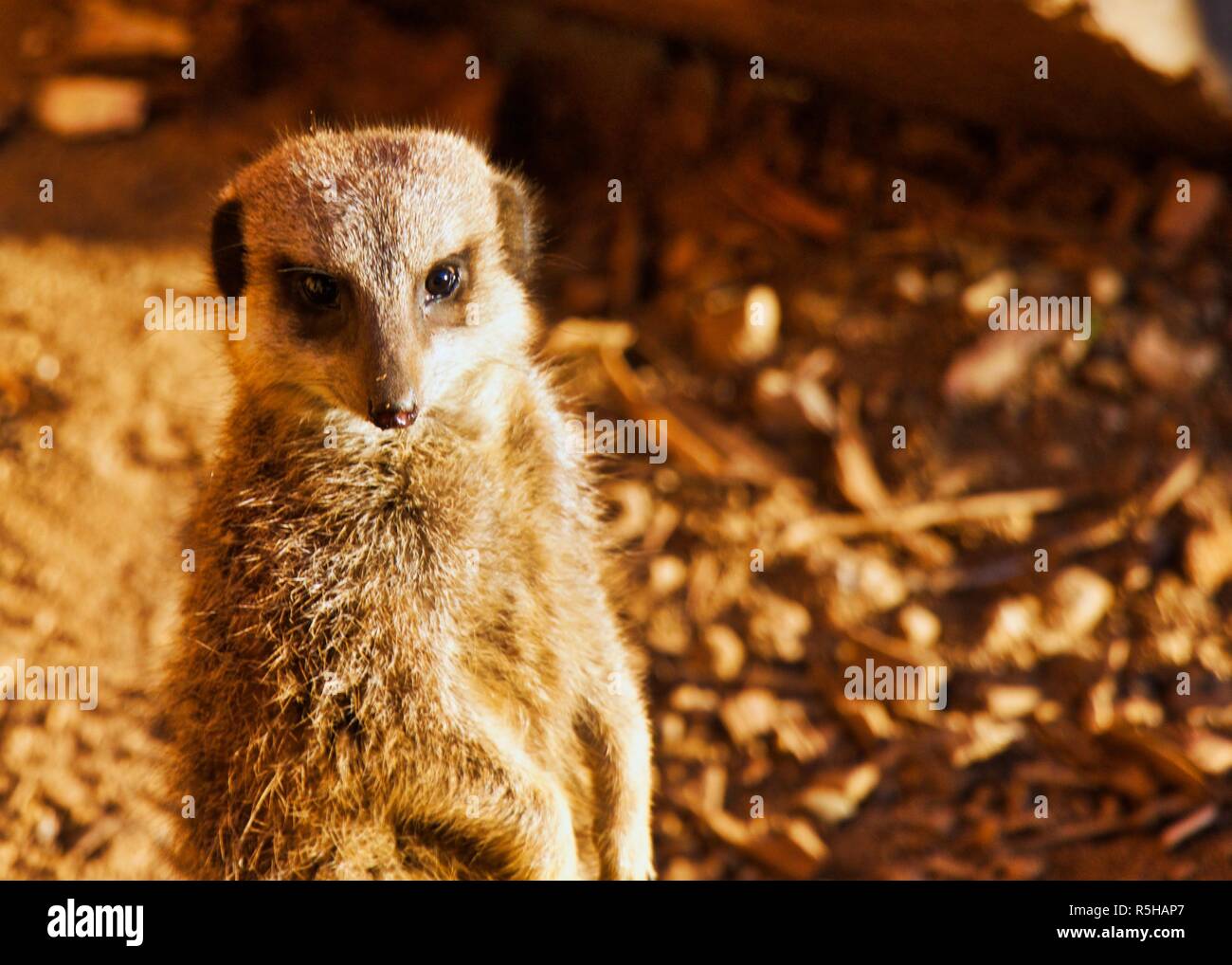 Meercat on Guard Stock Photo - Alamy