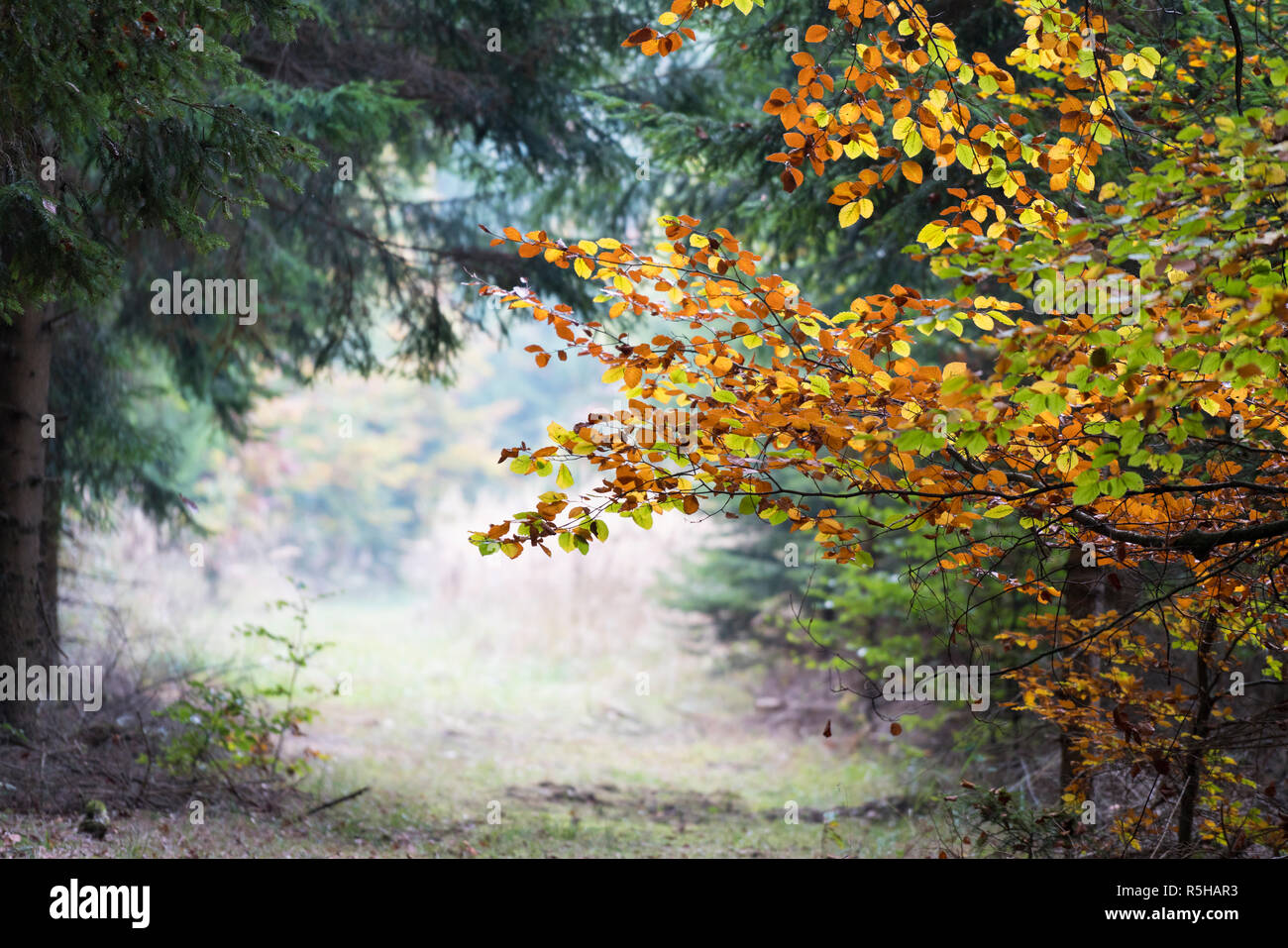 Atmospheric forest hi-res stock photography and images - Alamy