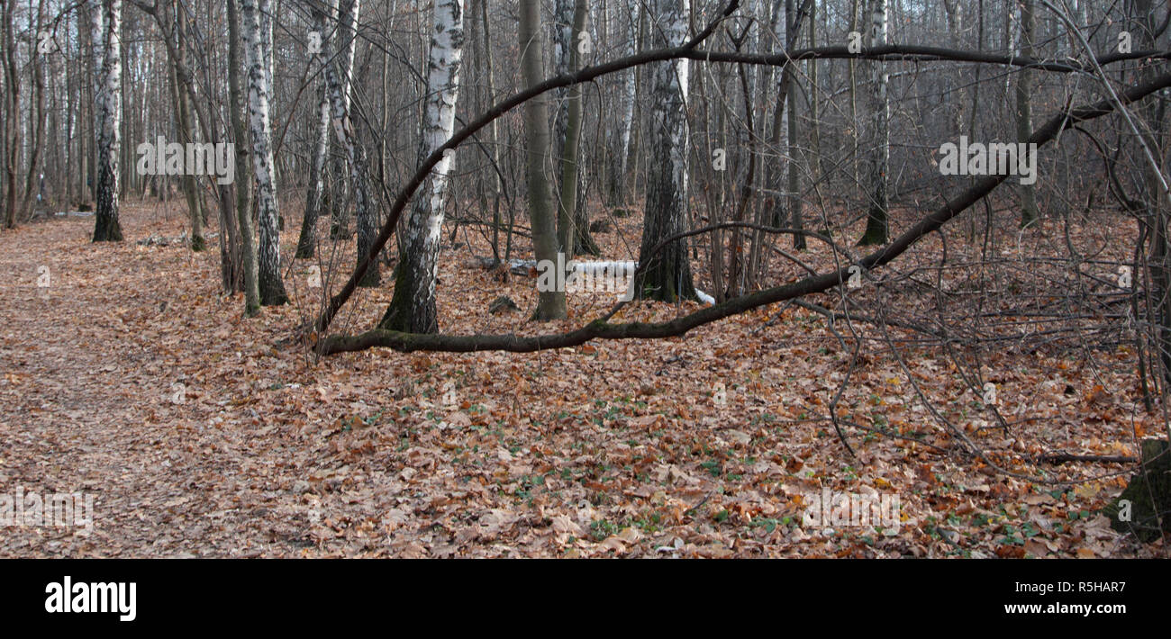 Autumn landscape in Sokolniki park in Moscow, Russia Stock Photo - Alamy