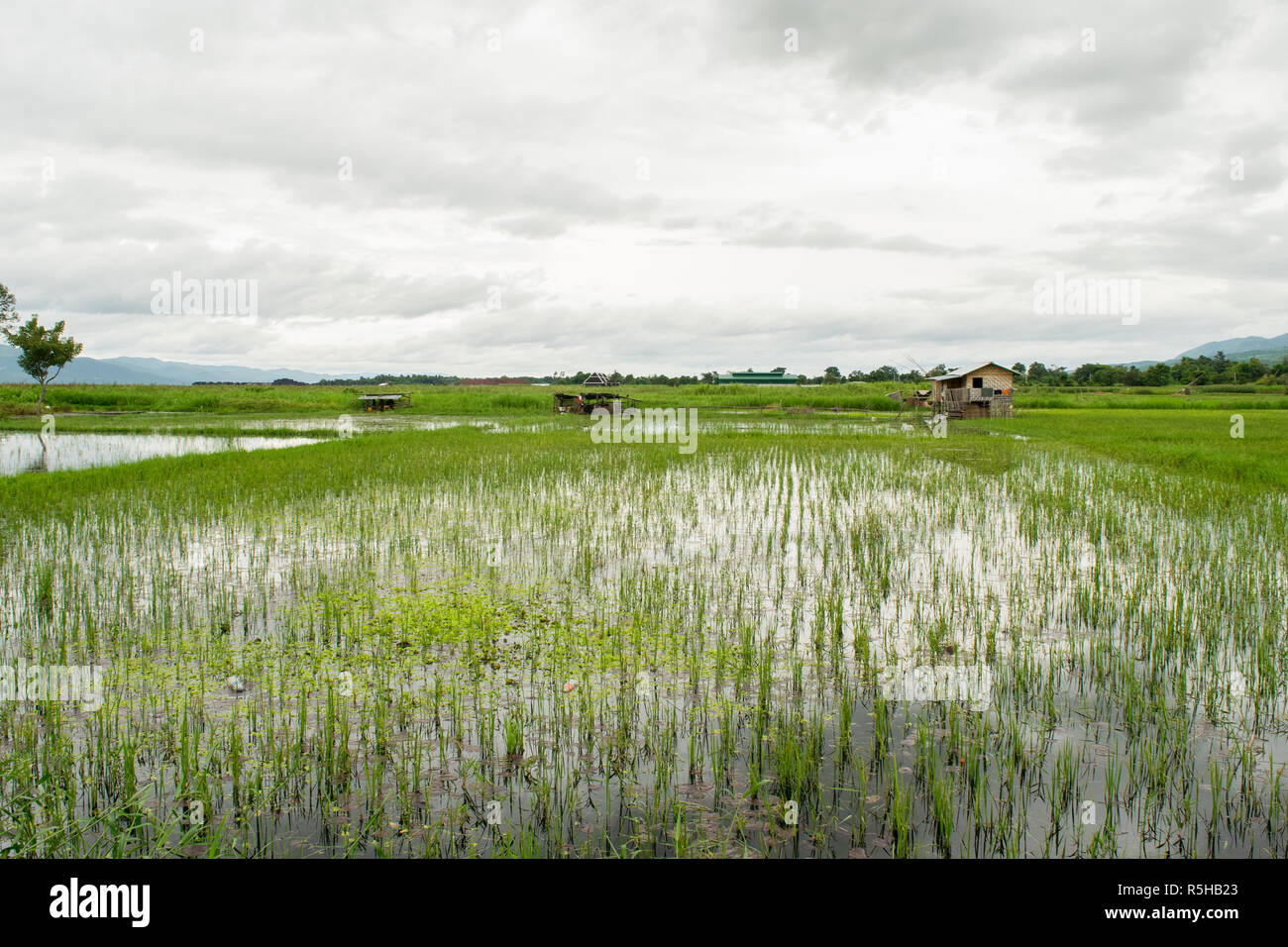 An agricultural area near Inle Lake, Shan region, Myanmar, Burma. A ...