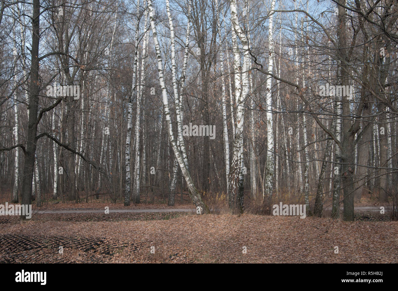 Autumn landscape in Sokolniki park in Moscow, Russia Stock Photo - Alamy