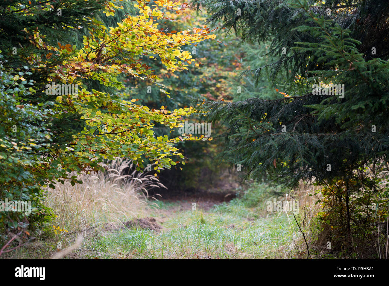 Idyllic forest hi-res stock photography and images - Alamy