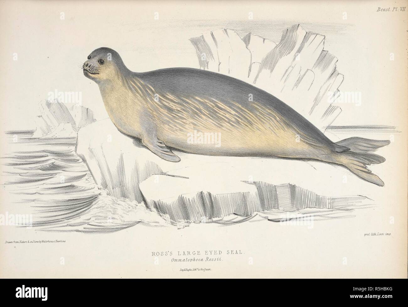 Ross's large eyed seal. The Zoology of the Voyage of H.M.S. Erebus and ...