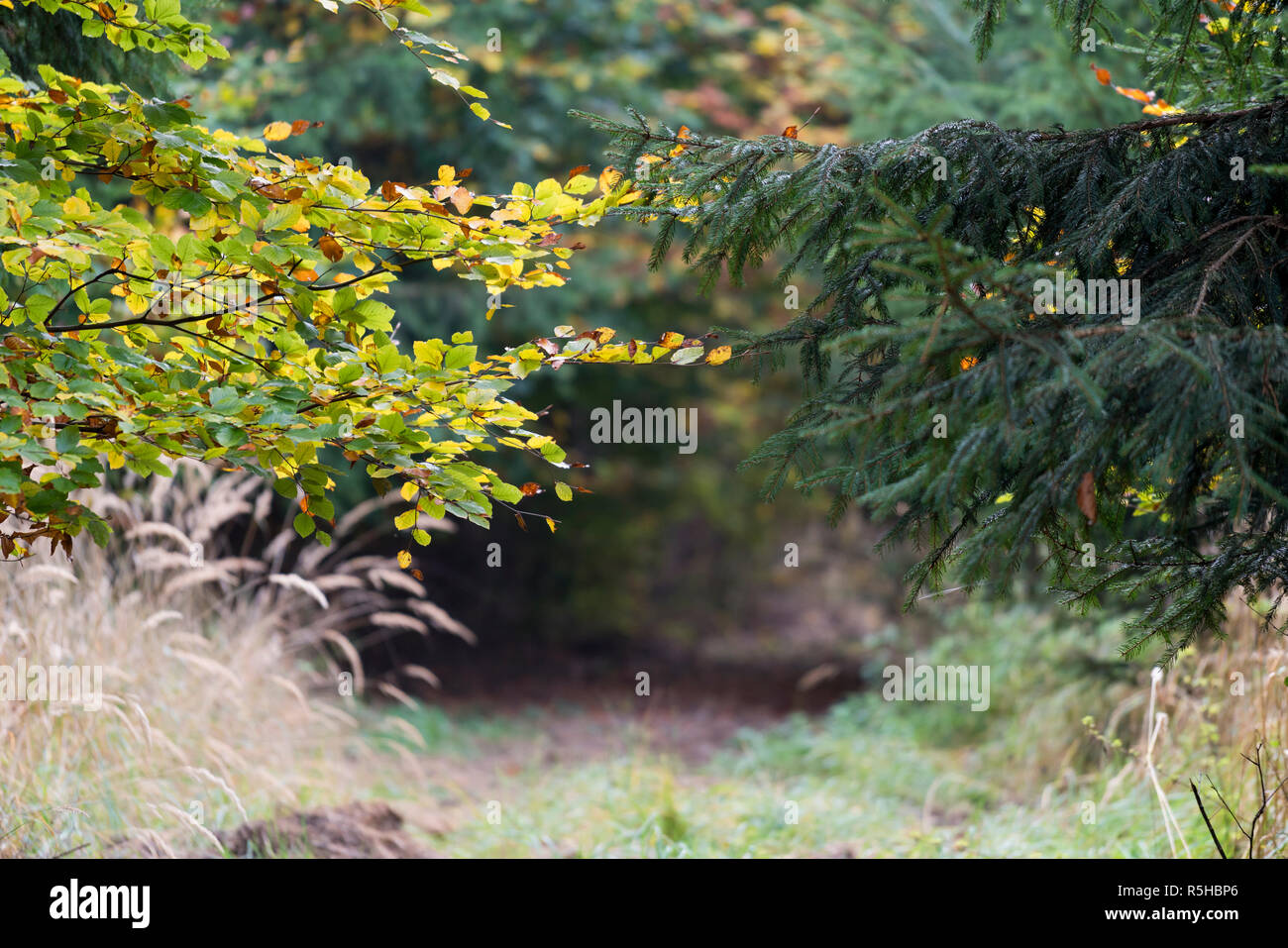 Idyllic forest path hi-res stock photography and images - Alamy