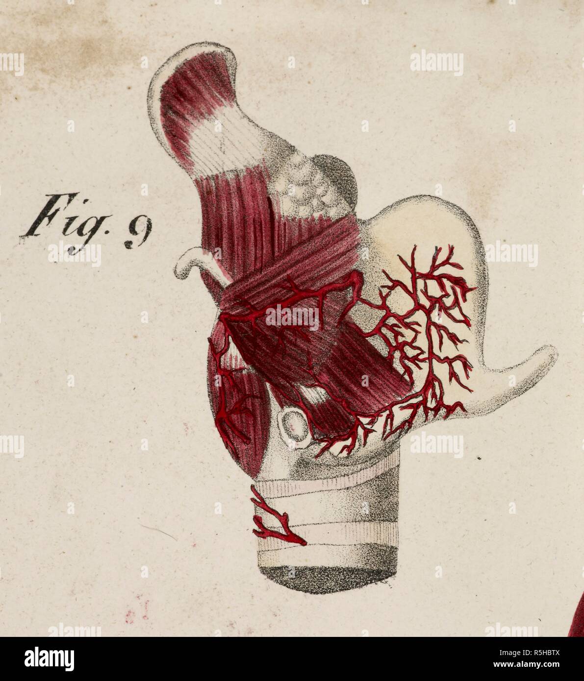 Larynx drawing hi-res stock photography and images - Alamy