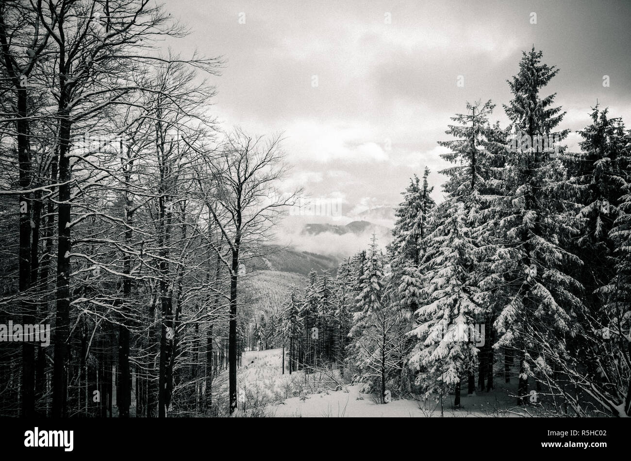 Pine trees forest snow night hi-res stock photography and images - Alamy