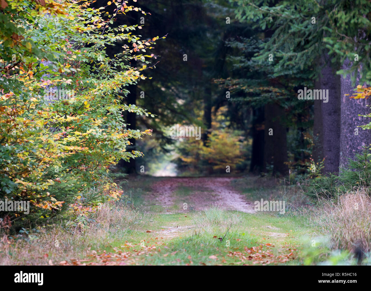 Treelined trees hi-res stock photography and images - Alamy