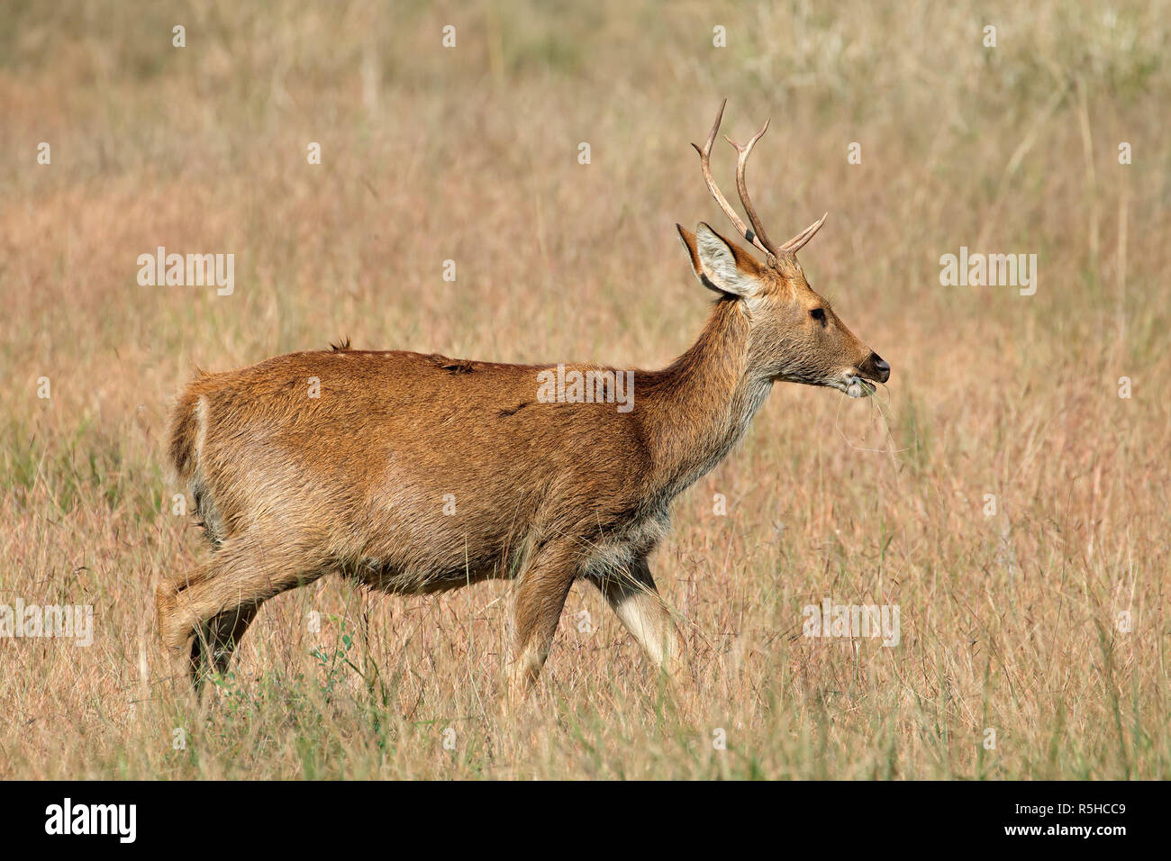 Male barasingha - India Stock Photo - Alamy