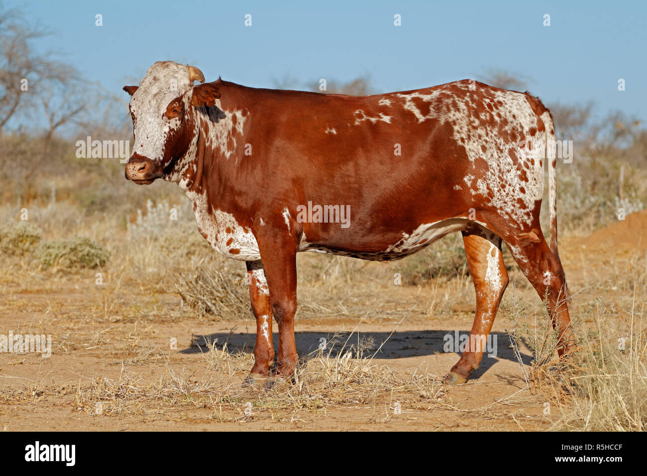 Sanga Cattle Stock Photos & Sanga Cattle Stock Images - Alamy