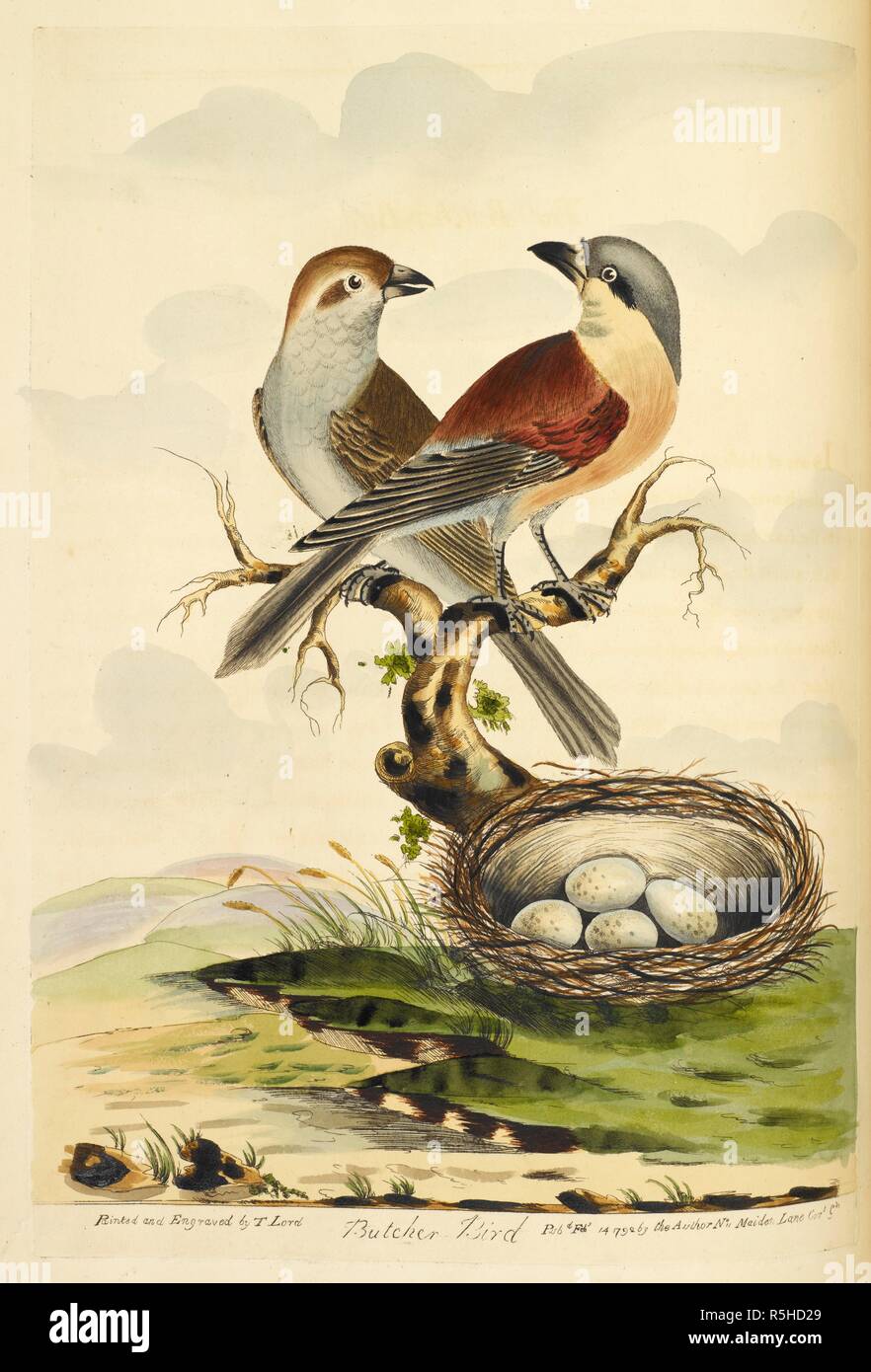 Butcher birds hi-res stock photography and images - Alamy