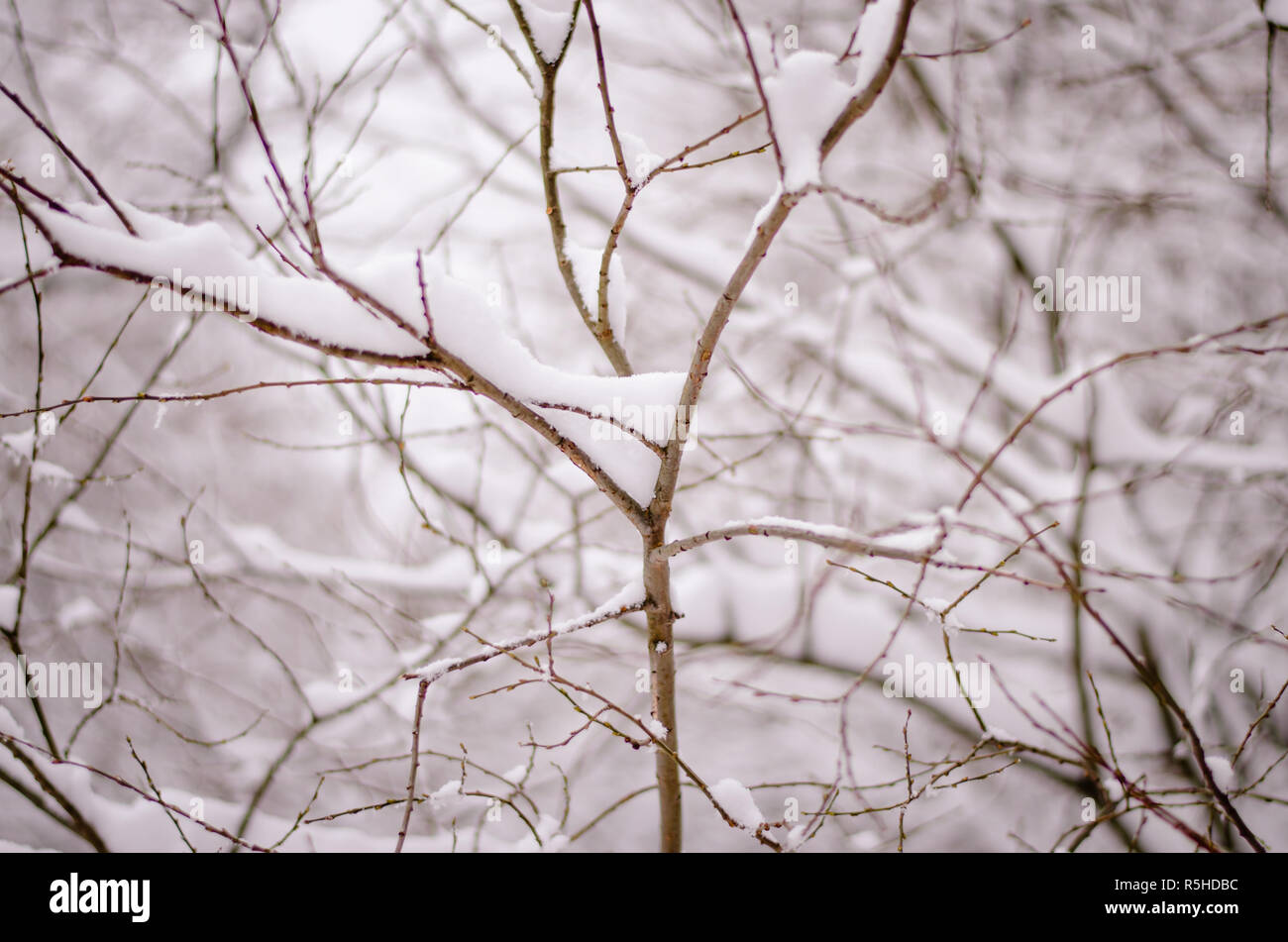 Snow covered tree limb hi-res stock photography and images - Alamy