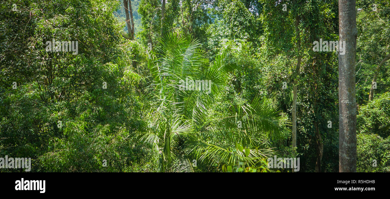 Panoramic pattern of jungle plants seen from above Stock Photo - Alamy