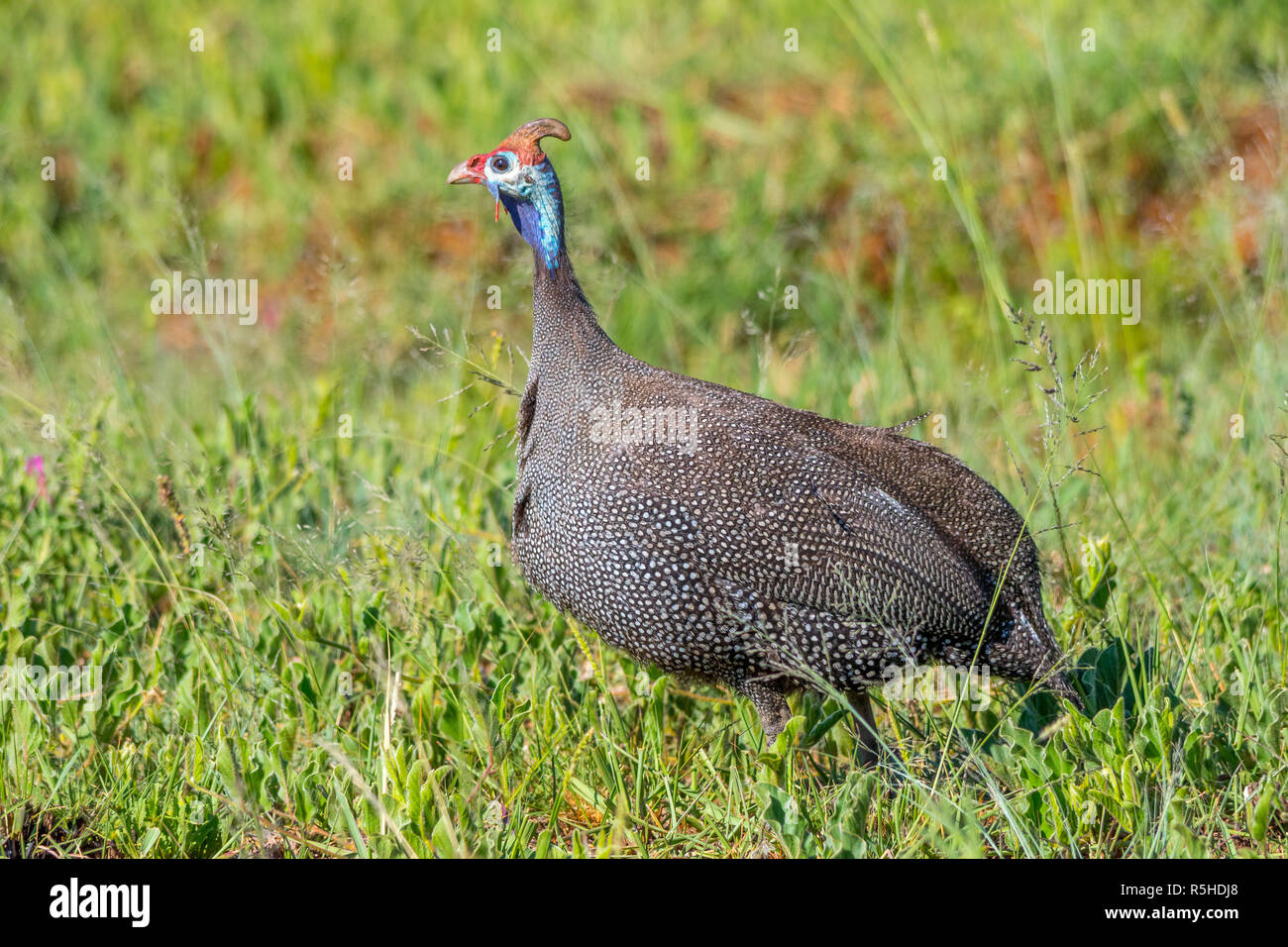 A colorful helmeted guineafowl in its natural habitat in the African ...