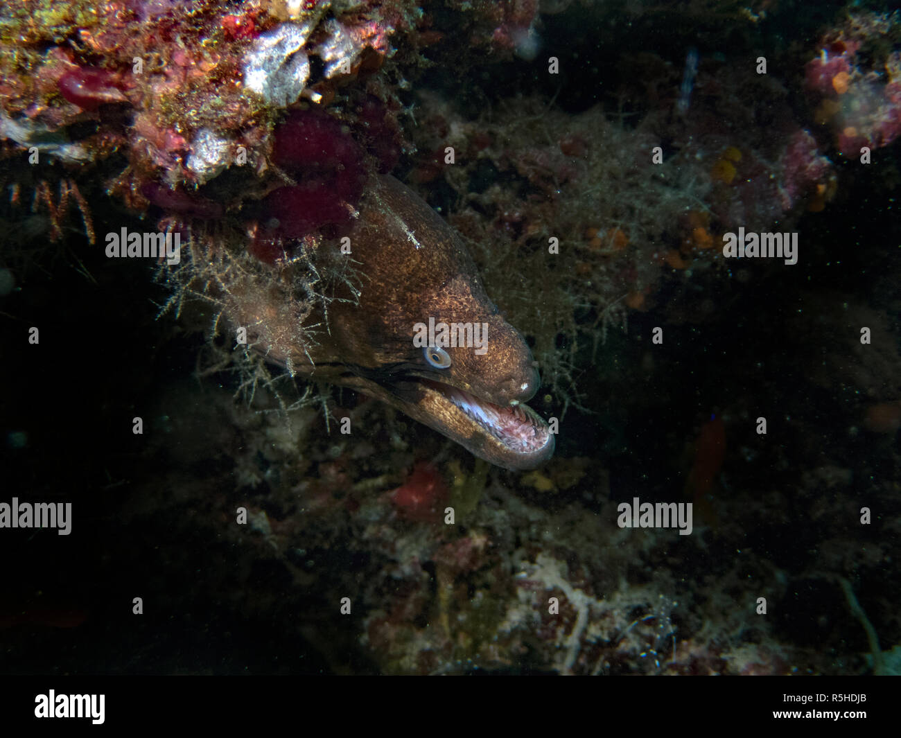 A Black Cheek Moray Eel (Gymnothorax breedeni) in the Indian Ocean ...