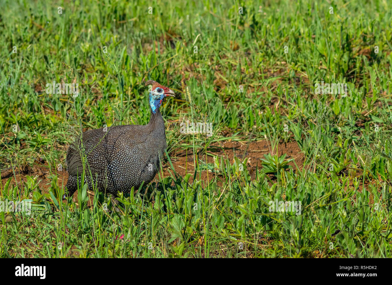 A colorful helmeted guineafowl in its natural habitat in the African ...