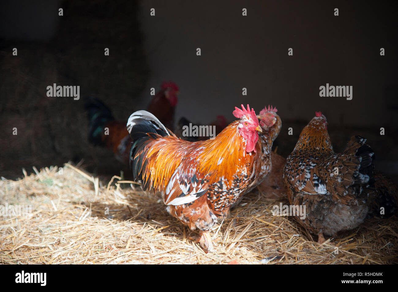 Rooster and hen walking in the hay on a farm Stock Photo - Alamy