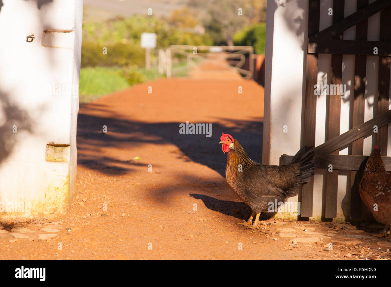 Chicken walking on red soil through a gate on a farm Stock Photo - Alamy