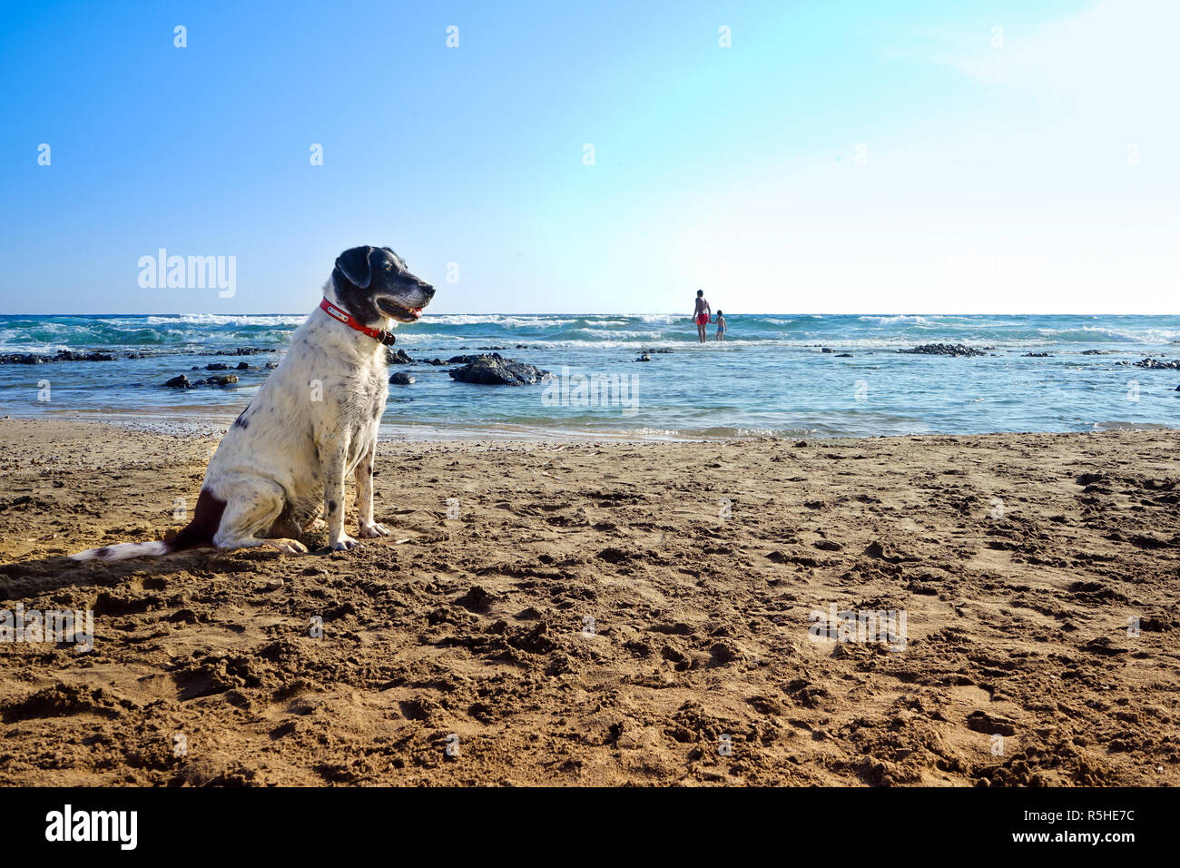 dog on the beach, Crete island, Greece, Europe Stock Photo - Alamy