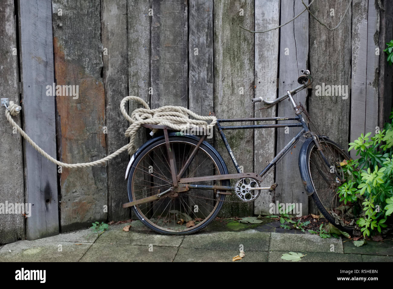 Vintage bicycle tied with rope showing old bike against wooden fence ...