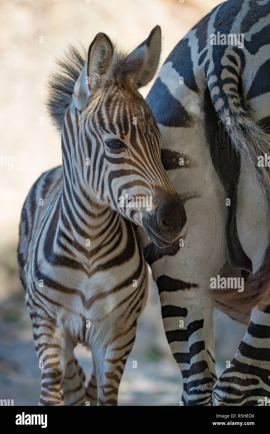 Baby grevy zebra hi-res stock photography and images - Alamy