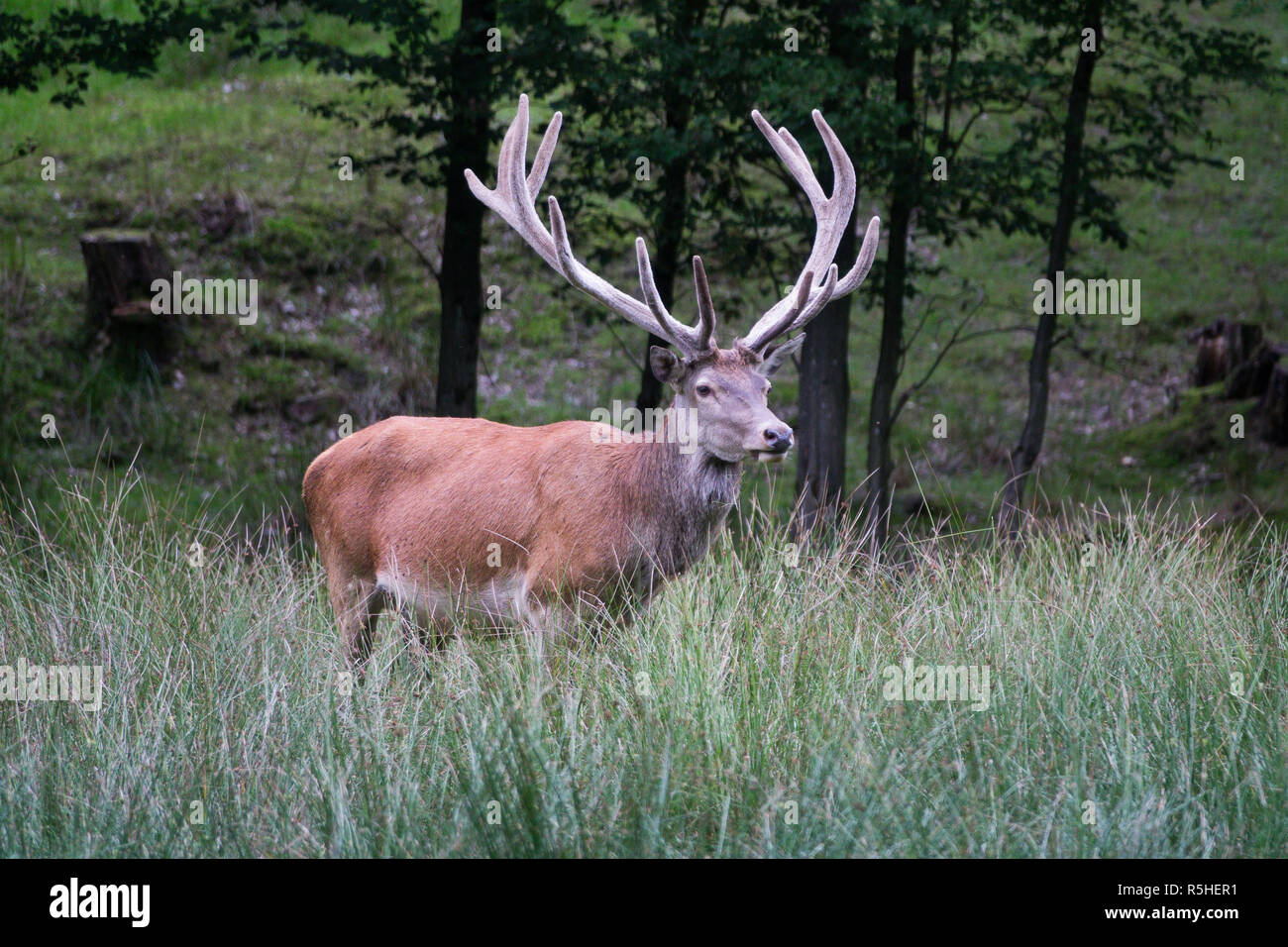 Noble deer hi-res stock photography and images - Alamy