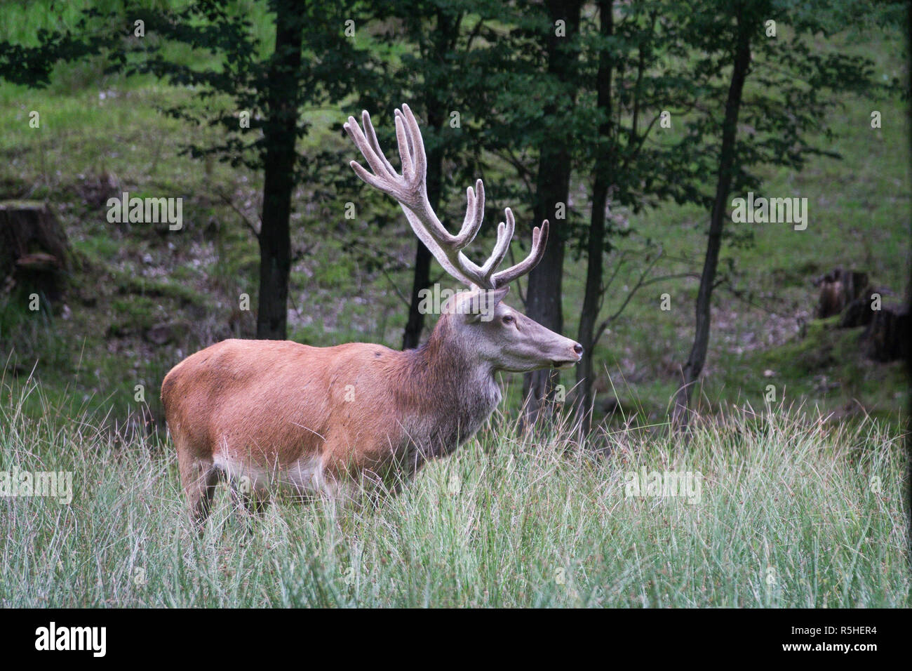 King forest red deer hi-res stock photography and images - Alamy
