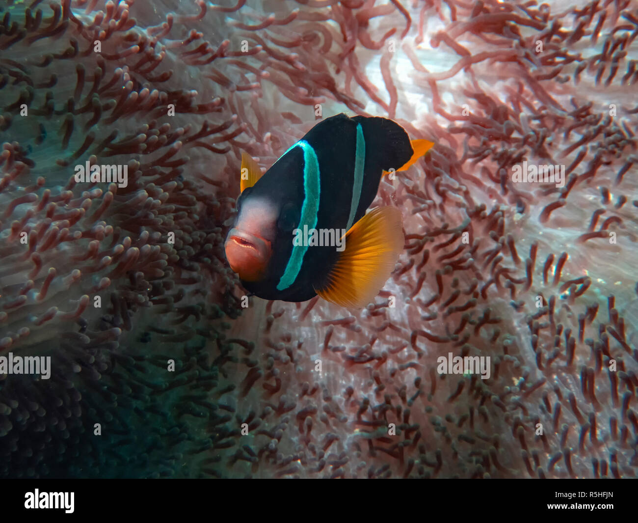 A Clark's Anemonefish (Amphiprion clarkii) in the Indian Ocean Stock ...