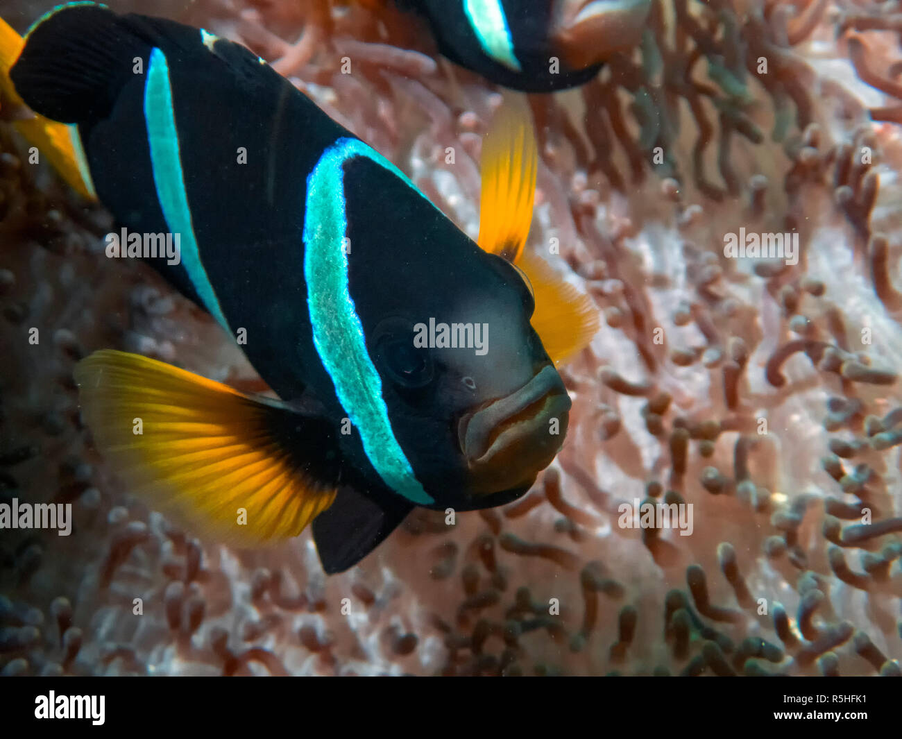 A Clark's Anemonefish (Amphiprion clarkii) in the Indian Ocean Stock ...