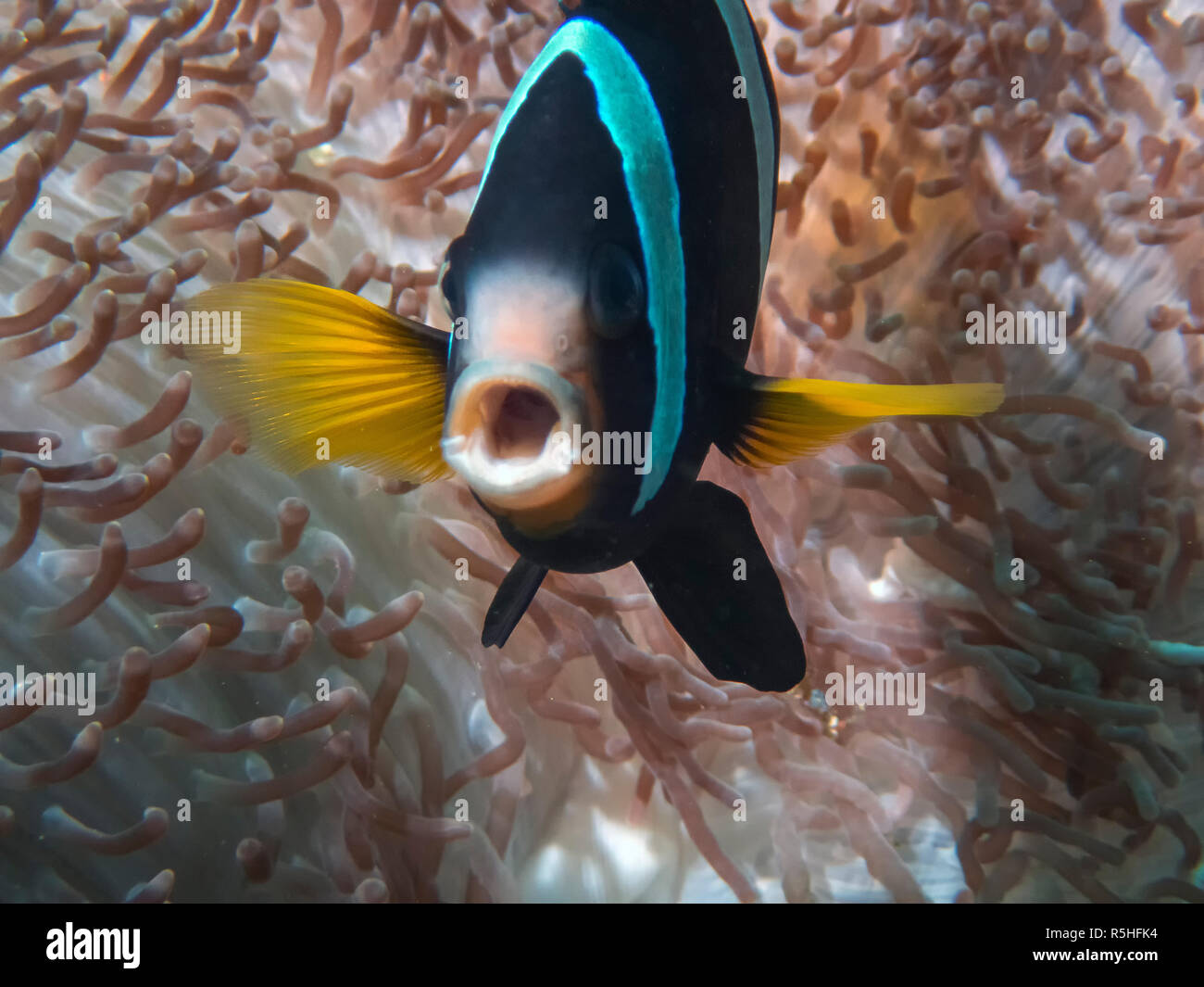A Clark's Anemonefish (Amphiprion clarkii) in the Indian Ocean Stock ...